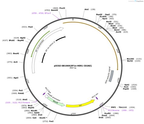 Addgene Picoz Sb100x Ef1α Her1 Cd28z