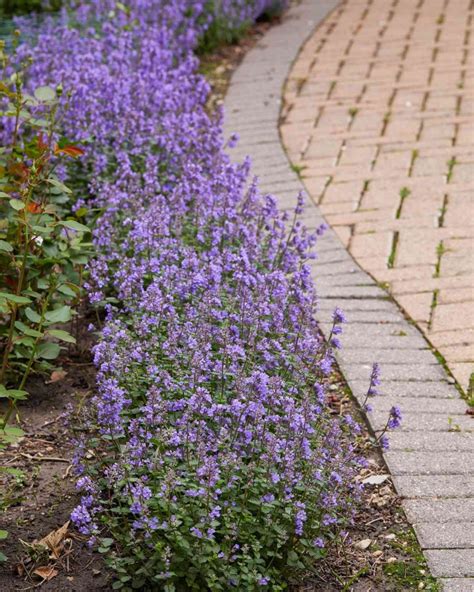 Barbara Monahan On Linkedin Catnip And Catmint The Differences You