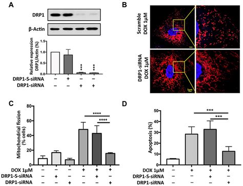 Drp1 Is Required For Doxorubicin To Induce Mitochondrial Fission And