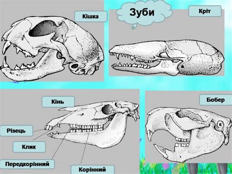 Практична робота Визначення ознак адаптованості різних організмів до середовища існування