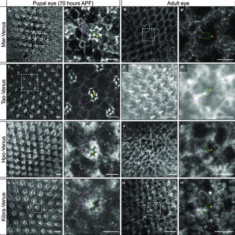 Subcellular Localization Of Merlin And Tao Differ In Late Pupal And