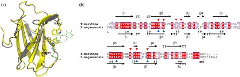 Comparison Between The N Terminal Domain Of Pul And Tmcbm41 From