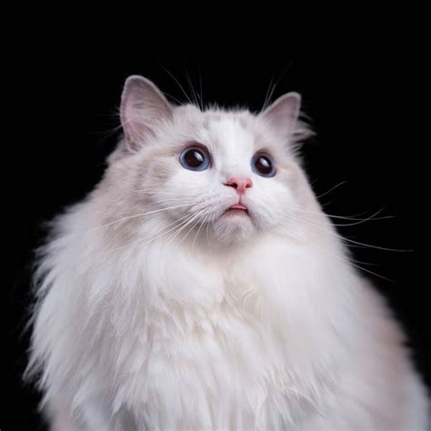 Sisi Sisi Ragdoll Threads Say More