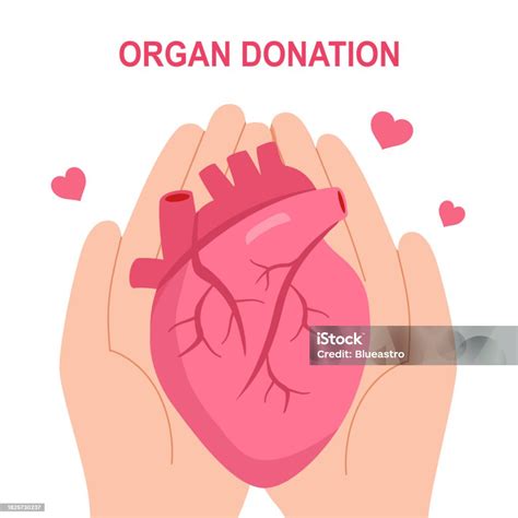 이식을 위한 인간의 심장을 가진 세계 장기 기증의 날 흰색 배경에 평평한 디자인으로 생명을 구합니다 건강관리와 의술에 대한 스톡