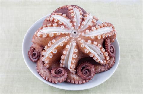 세계서 문어 양식 첫 시작 과학자들 우려 왜