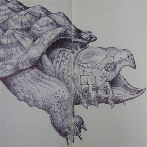 Tim Jeffs Art On Instagram “detail Of Snapping Turtle Drawing Turtle Art Artist Artwork