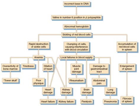 Pleiotropy In Sickle Cell Anemia