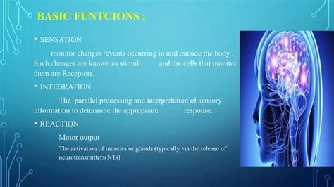Nervous System Ppt PPTX