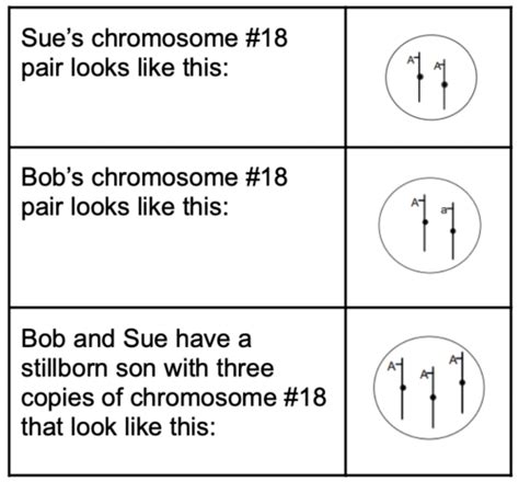 Bio 210 Final Exam Part 1 Flashcards Quizlet