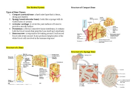 the skeletal system lecture notes the skeletal system types of bone tissues 1 compact