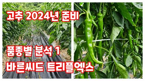 고추 품종별 분석 1 바른씨드 트리플엑스 정식 67일 괴산청결고추 고추재배방법 Youtube