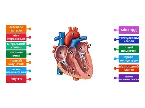 Будова серця Діаграма з мітками