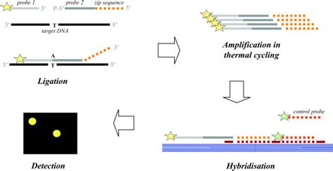 Principle Of Ldr A Schematic Picture Of The Ligation Detection Download Scientific Diagram
