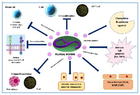 Filariasis Life Cycle Lymphatic Filariasis Life Cycles