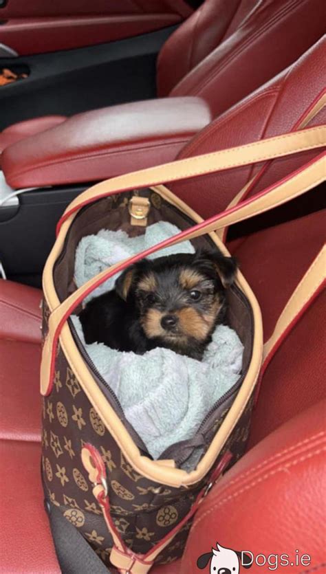 Tiny T~cup Yorkshire Terrier Puppies In Limerick
