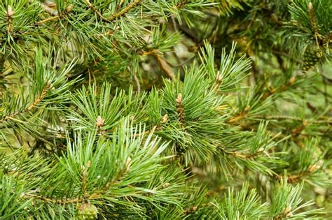 Premium Photo Pine Trees Macro