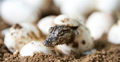 Newborn Gators Can Swim Faster Than Michael Phelps And Other
