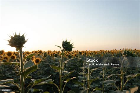 내부에 채워진 씨앗이 달린 커다란 모자가 달린 노란 꽃이 있는 식물이 태양으로 향했다 가을에 대한 스톡 사진 및 기타 이미지 가을 건강한 생활방식 건초 식물 Istock