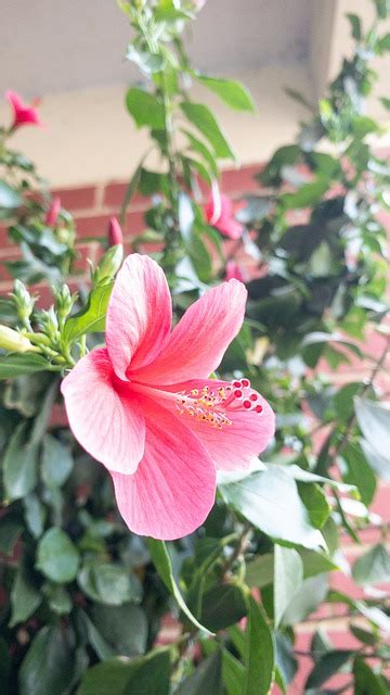 히비스커스 꽃 식물 붉은 히 비 스커 Pixabay의 무료 사진 Pixabay