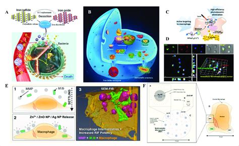 A Schematic Illustration Of The Bioactive Nanoparticles With