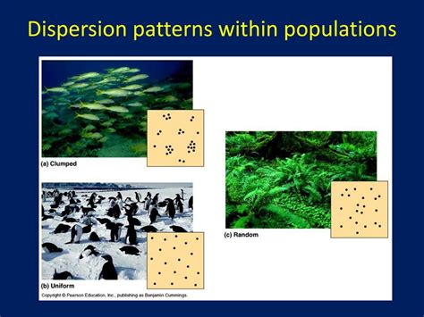 Ppt Population Dynamics Powerpoint Presentation Free Download Id 2162537