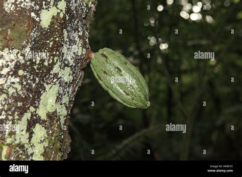Cocoa Cacao Tree Cacao Bean Tree Virgin Forest Jungle South America Stock Photo Alamy