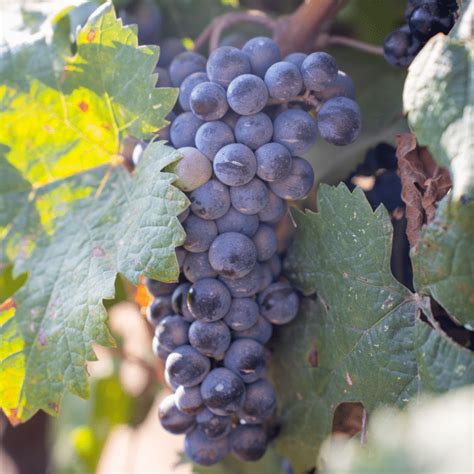 עמוד הבית כרמי אלול