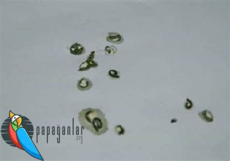 Parrot Digestive System Diseases And Treatment Methods