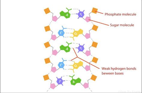 What Is DNA And DNA Structure Animation Pass My Exams Easy Exam Revision Notes For GSCE Biology