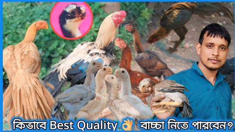 খাস টিয়া ঠোঁটের মোরগ ফ্রাম Youtube