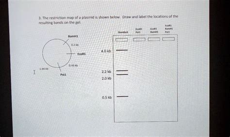 Video Solution The Restriction Map Of A Plasmid Is Shown Below Draw