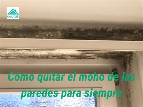 Cómo Quitar El Moho De Las Paredes Para Siempre Sheet Pan