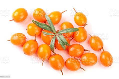 씨 벅 쏜 흰색 배경에 고립 된 나뭇잎과 신선한 잘 익은 베리 평면도 플랫 레이 패턴 0명에 대한 스톡 사진 및 기타 이미지 0명 갈매나무 과일 Istock