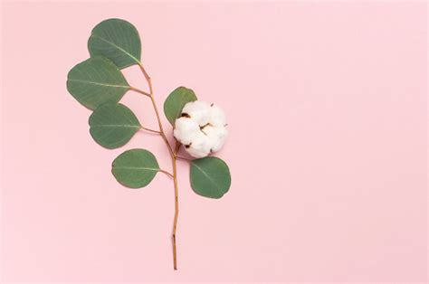 파스텔 핑크 배경에 면화 꽃과 녹색 유칼립투스 나뭇 가지 플랫 레이 상단보기 복사 공간 섬세한 면화 꽃이있는 꽃 구성 코튼 배경 0명에 대한 스톡 사진 및 기타 이미지