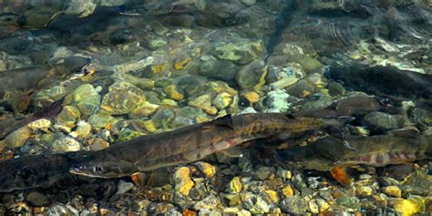우리나라에서 루어낚시로 잡을 수 있는 민물 어종들 네이버 블로그