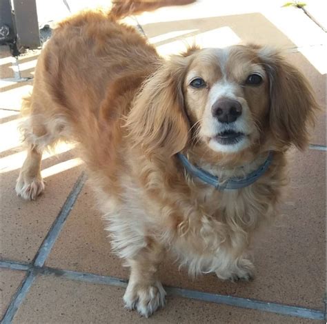 Dachshund Golden Retriever Mix At Maddison Loch Blog