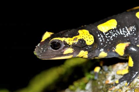 Apa Itu Amfibi Ciri Ciri Dan Contohnya Sekolahkudirumah