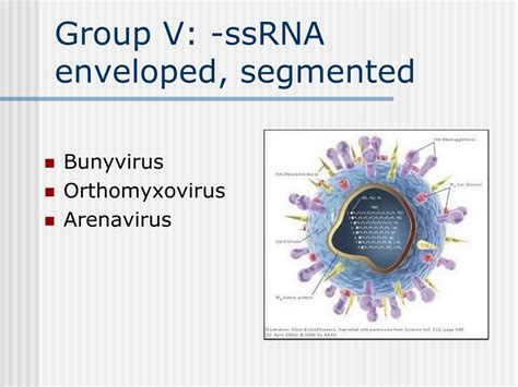 Ppt Rna Viruses Powerpoint Presentation Free Download Id814040