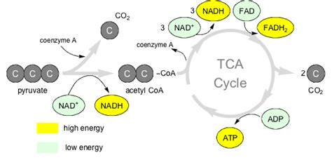 Biology Citric Acid Cycle Shmoop Biology