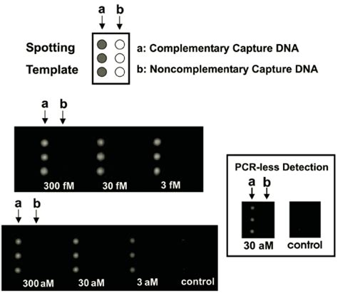 Nanoparticle Based Bio Barcodes For The Ultrasensitive Detection Of