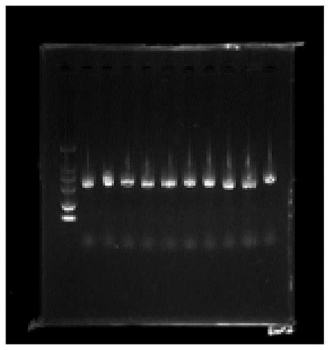 基于宏病毒组学的土壤病毒检测技术的制作方法 2