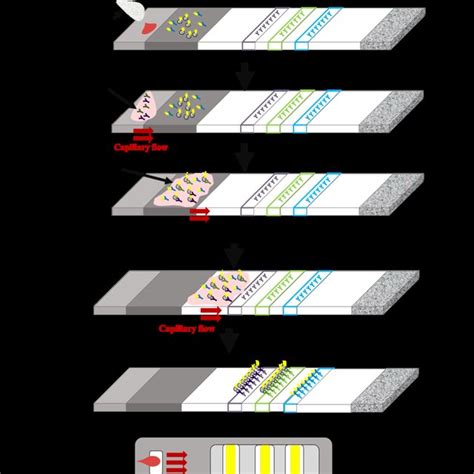 Illustration Of The Workflow Of The Igmigg Immunochromatographic Strip