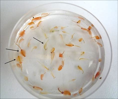 Comparing Cestode Infections And Their Consequences For Host Fitness In