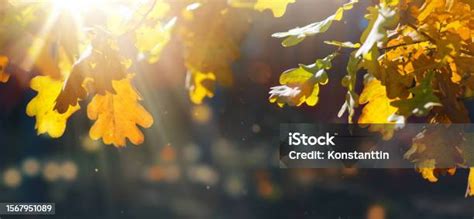 예술 노란 가을 나무와 태양이 있는 아름다운 가을 풍경 숲의 화려한 단풍 자연스러운 배경 0명에 대한 스톡 사진 및 기타 이미지 Istock