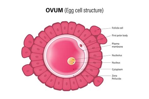 난자 계란 세포 구조 난 모세포 여성 생식 기관 배우자 생성 과학에 대한 스톡 벡터 아트 및 기타 이미지 과학 시험관 수정