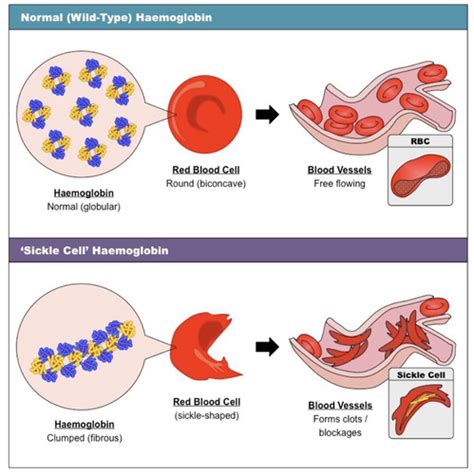 Ib Topic 3 Genetics Flashcards Quizlet