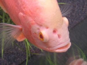 Fish N Tips Common Fresh Water Fish Diseases
