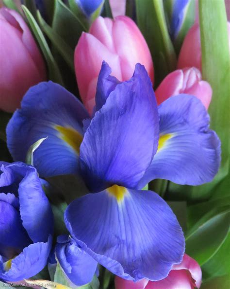 Photographic Art Society Member Julie Adamich Scheblein The