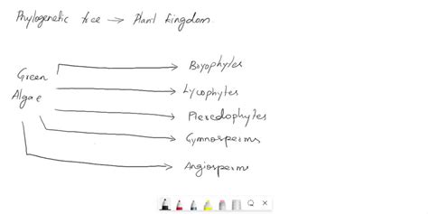 Solved Draw A Phylogenetic Tree Of The Plant Kingdom Include The