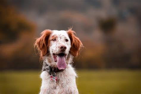 Setters The Setter And Pointer Project